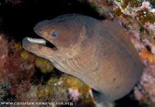 PECES - CANARIAS CONSERVACION - Cetacean Research Society